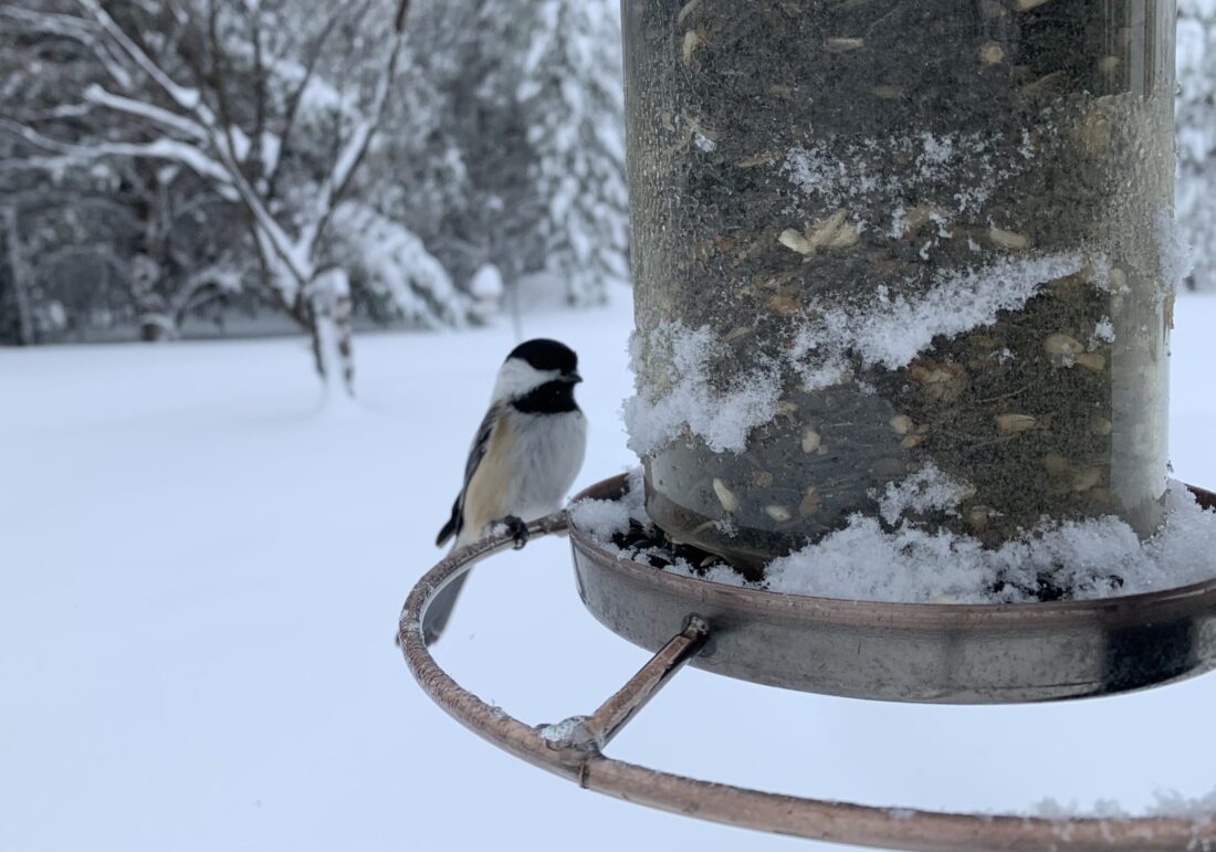 Belly up to the bird feeder | News, Sports, Jobs - The Mining Journal